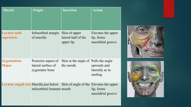 Muscles of facial expression and mastication | PPTX