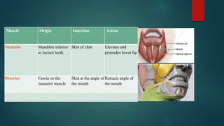 Muscles of facial expression and mastication | PPTX