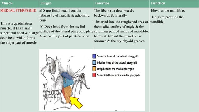 Muscles of facial expression and mastication | PPTX