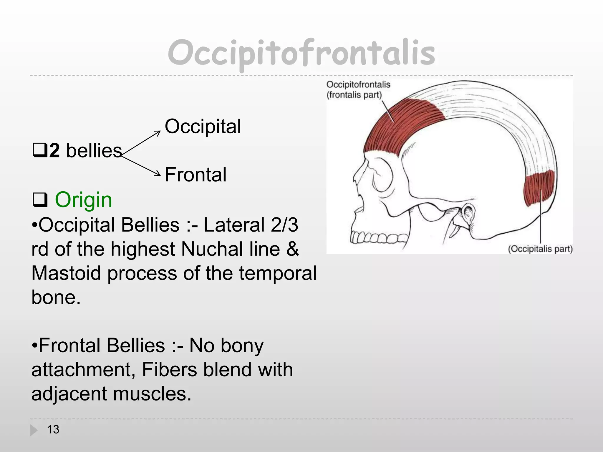 Muscles of facial expression | PPTX