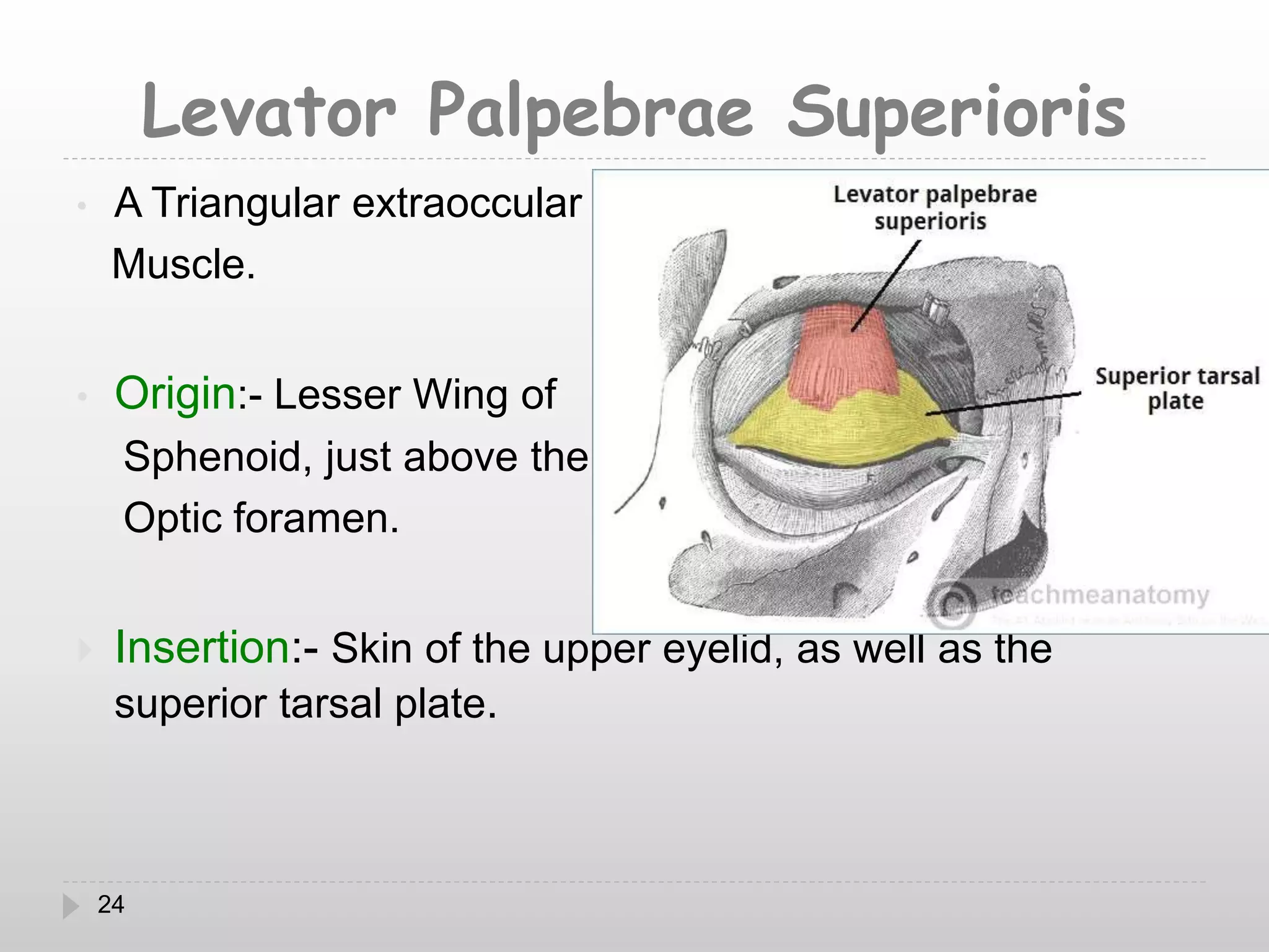 Muscles of facial expression | PPTX