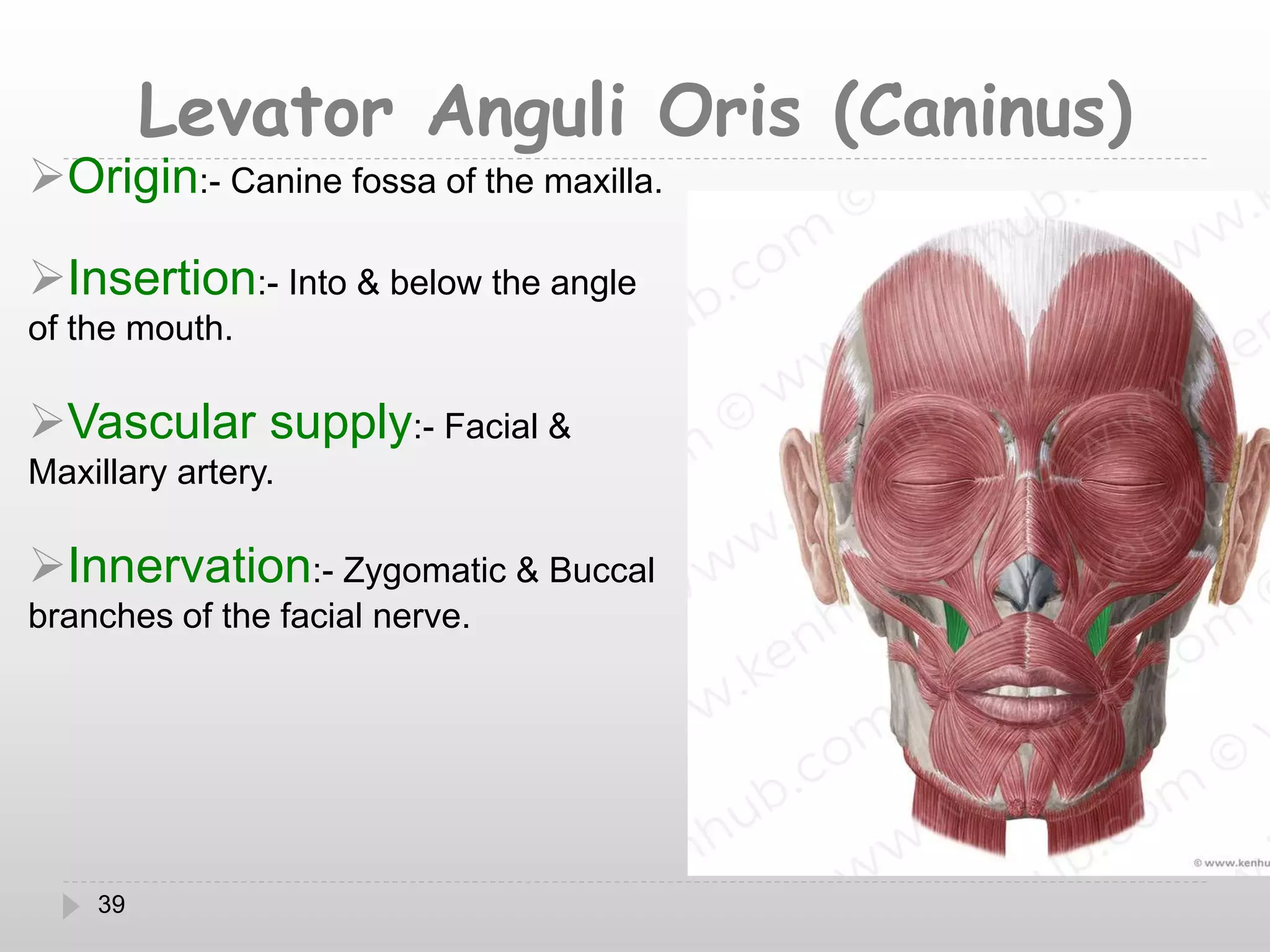 Muscles of facial expression | PPTX