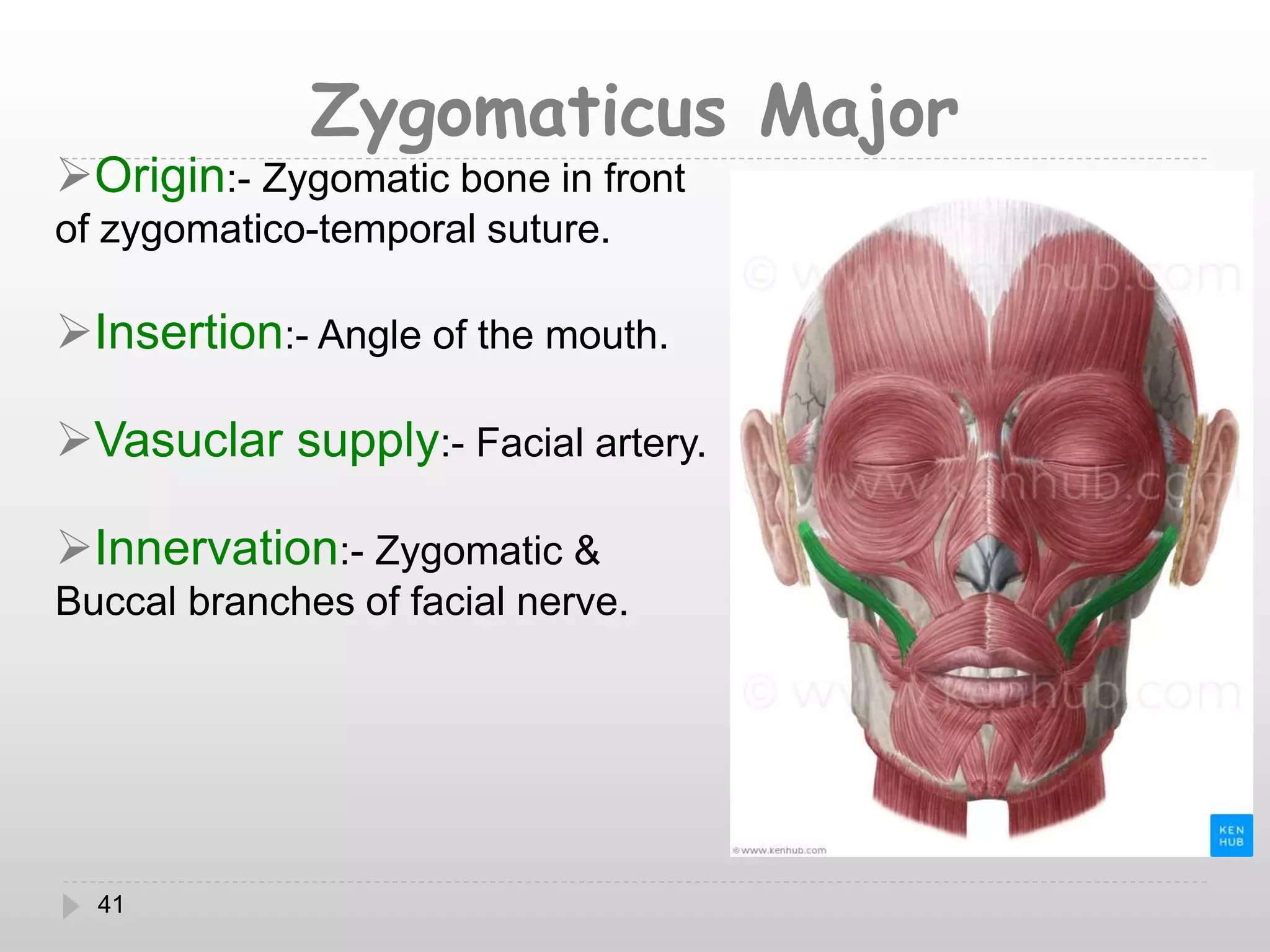 Muscles of facial expression | PPTX