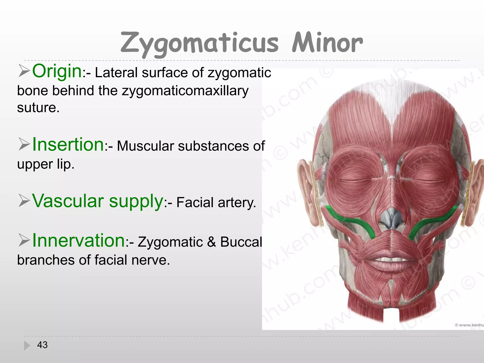 Muscles of facial expression | PPTX