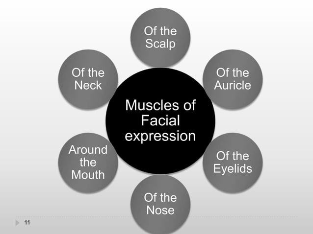Muscles of facial expression | PPTX | Eye and Vision Conditions ...