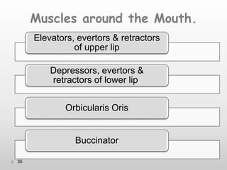 Muscles of facial expression | PPTX