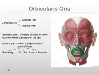 Parts Of Orbicularis Oris