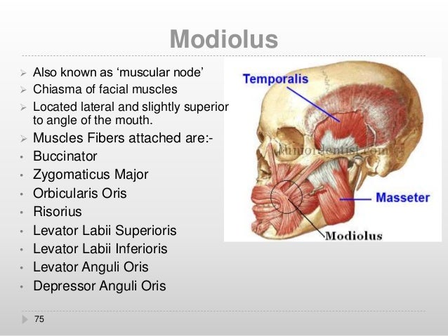 Muscles of facial expression