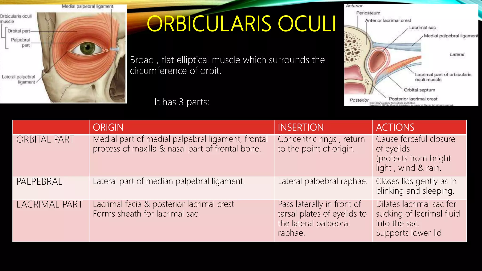 Muscles of facial expression (prostho) | PPTX