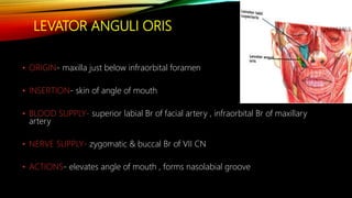 Muscles of facial expression (prostho) | PPTX