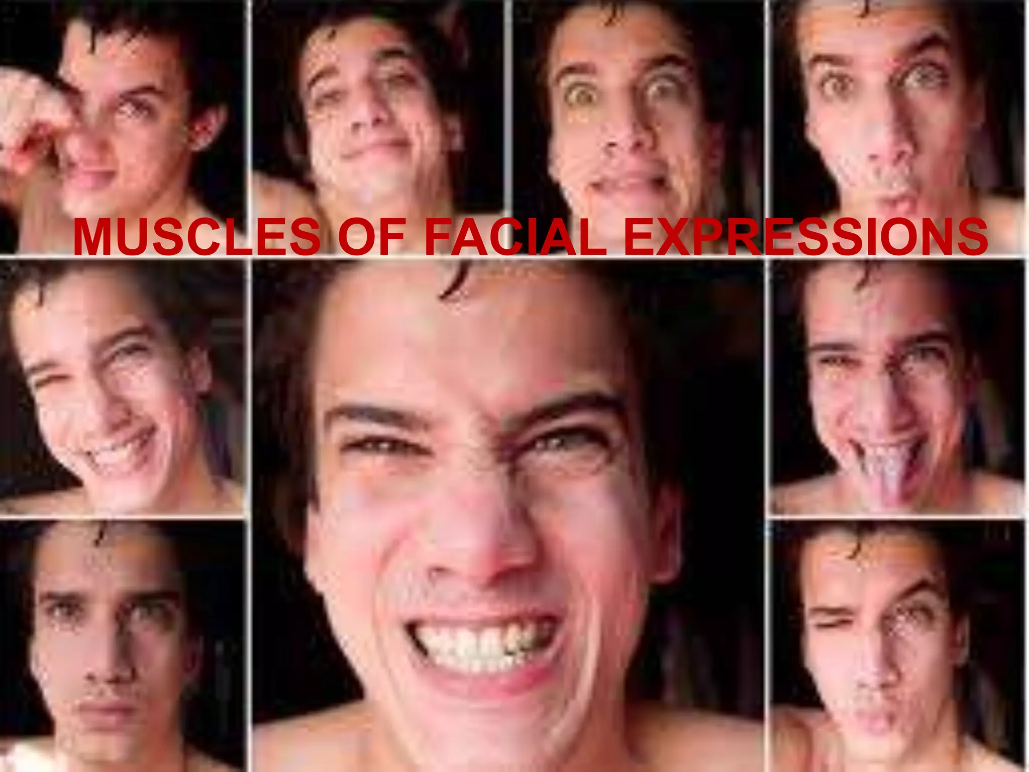 Muscles of facial expressions | PPTX