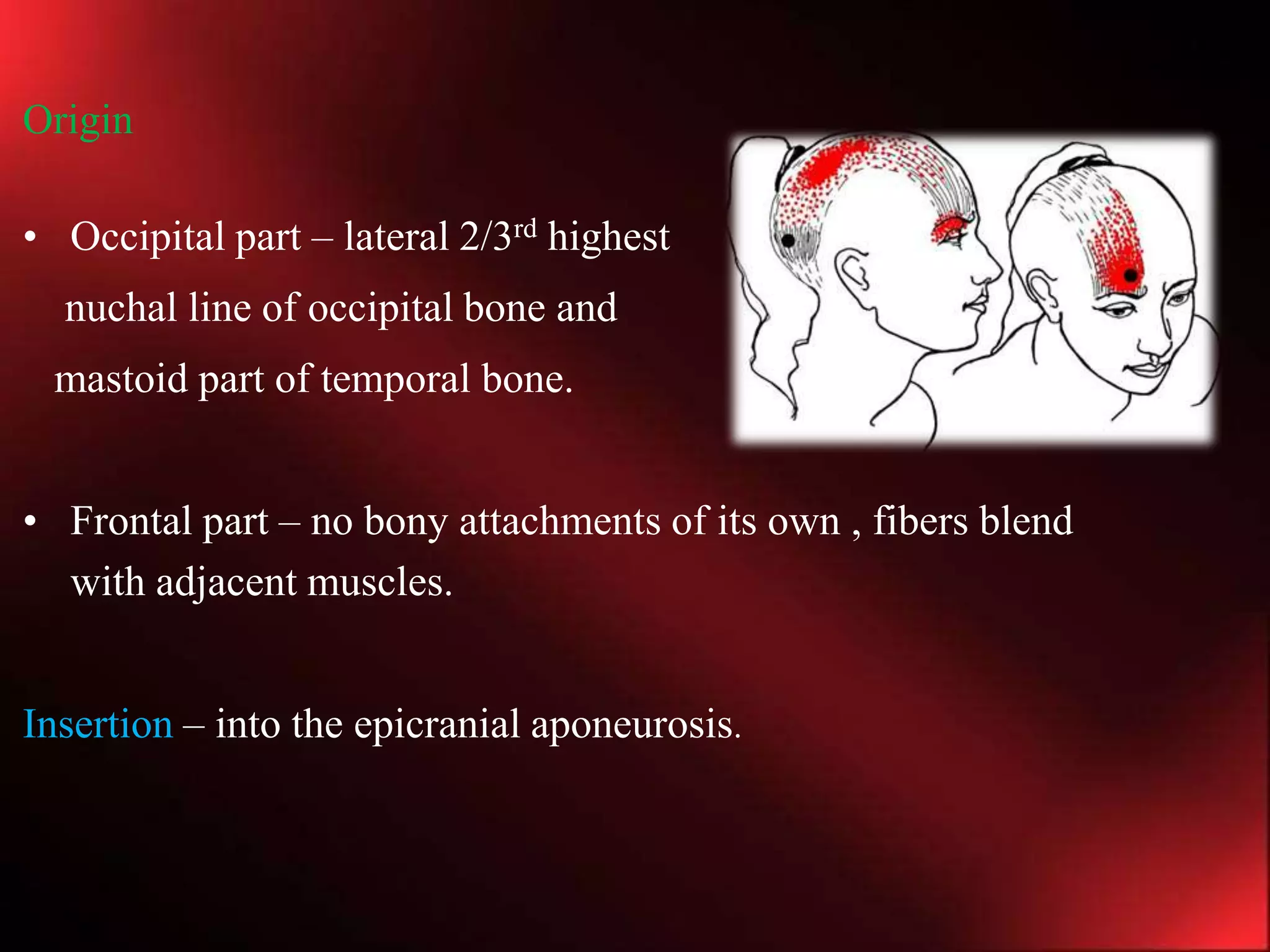 Muscles of facial expressions | PPTX