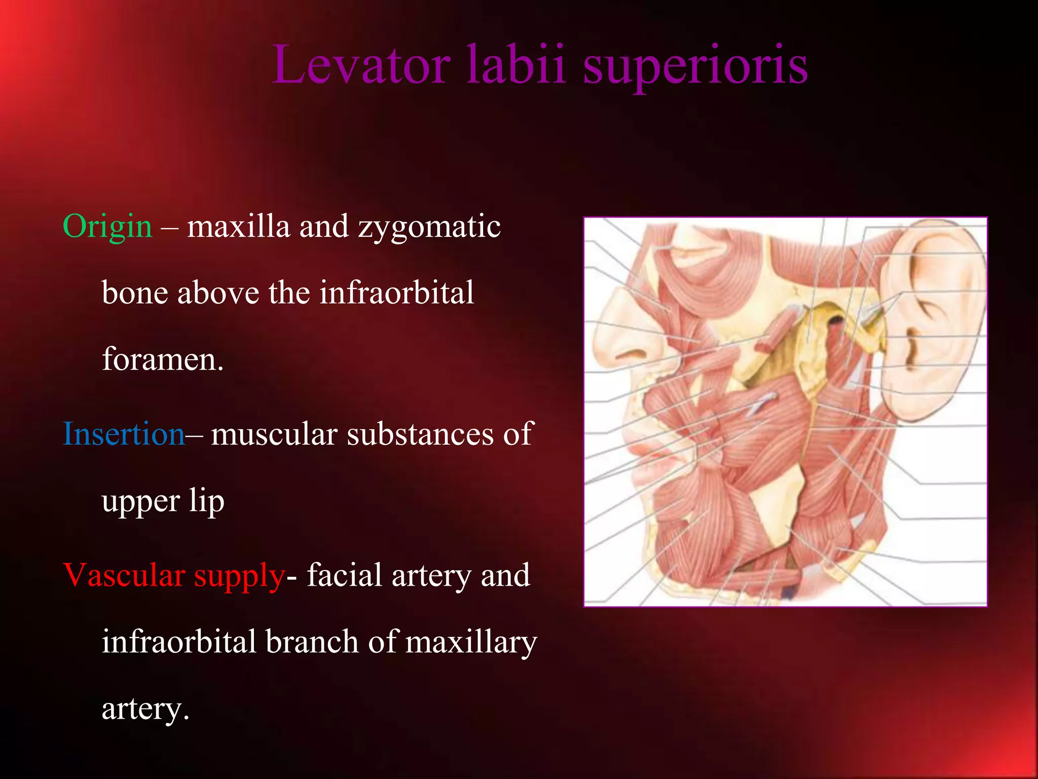 Muscles of facial expressions | PPTX