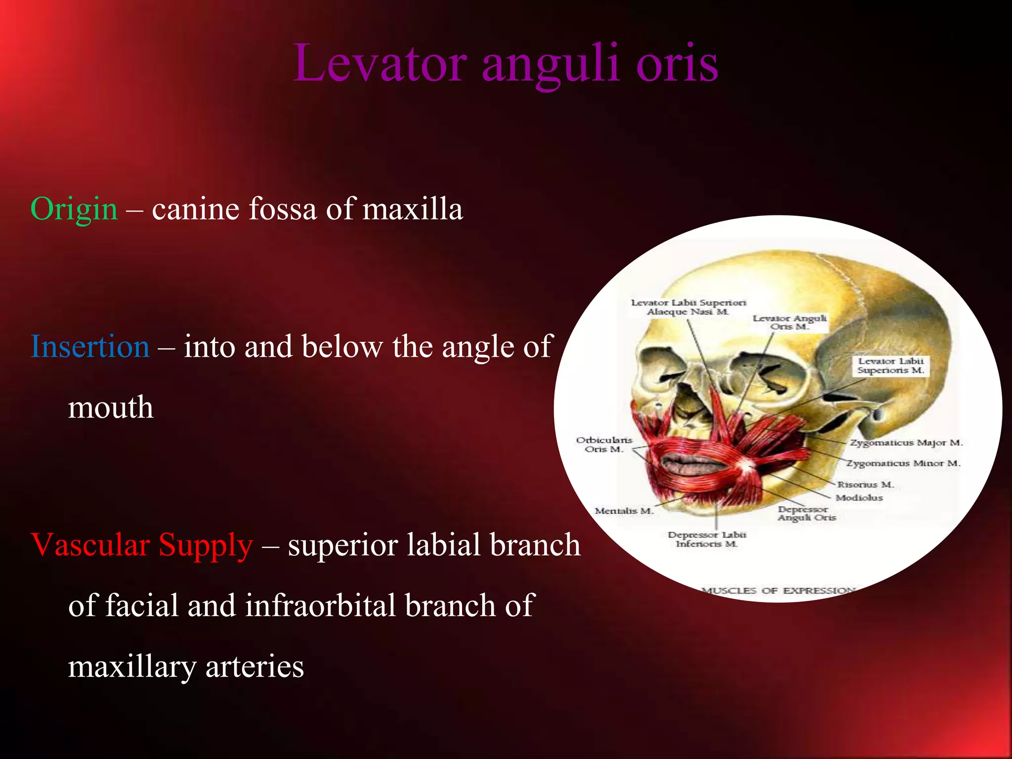 Muscles of facial expressions | PPTX