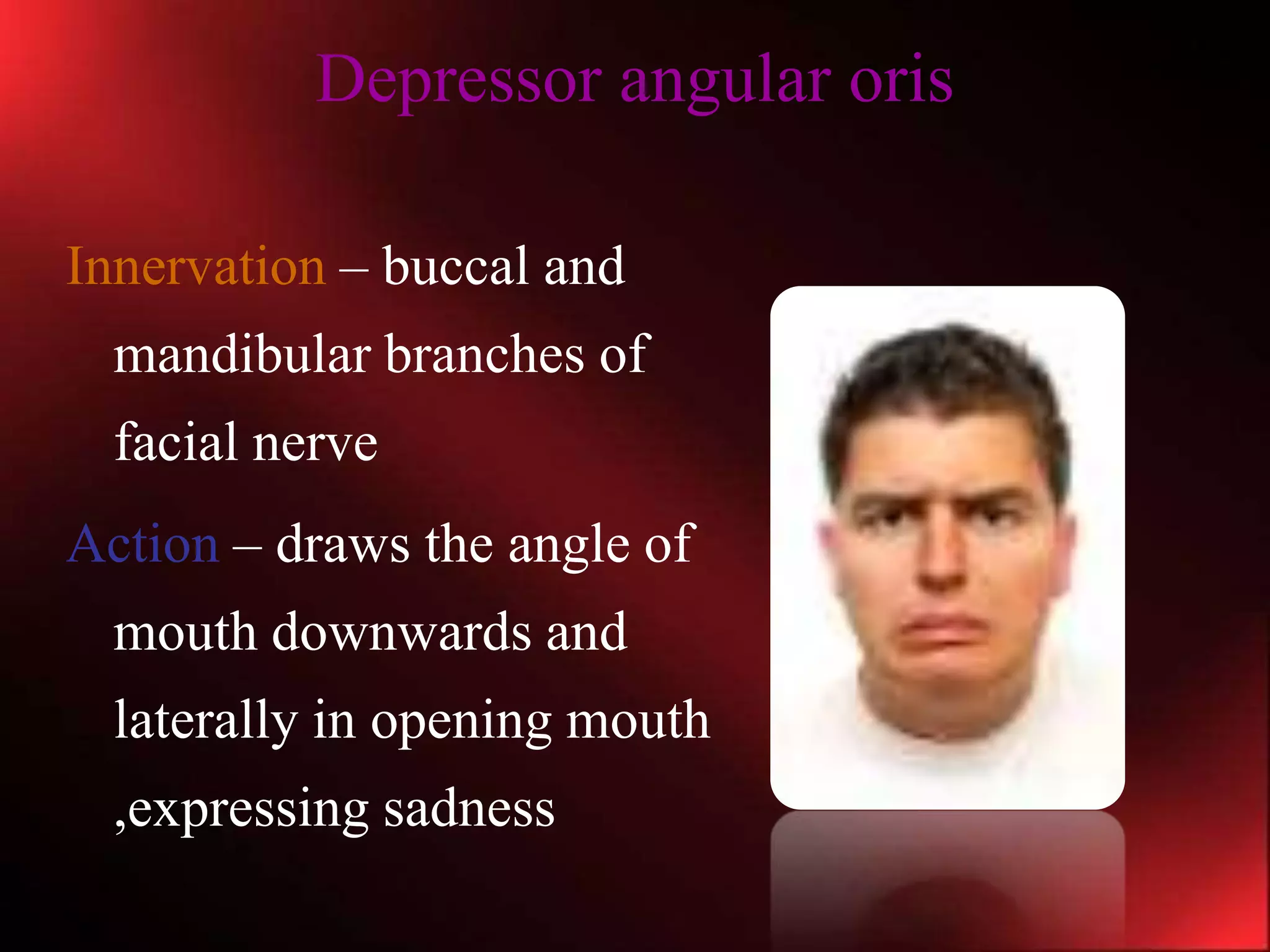 Muscles of facial expressions | PPTX