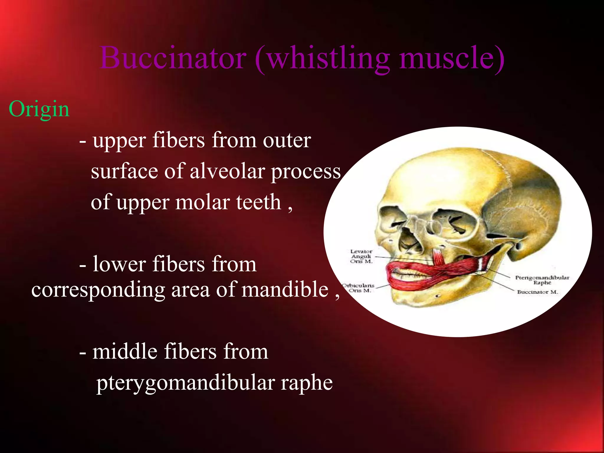 Muscles of facial expressions | PPTX