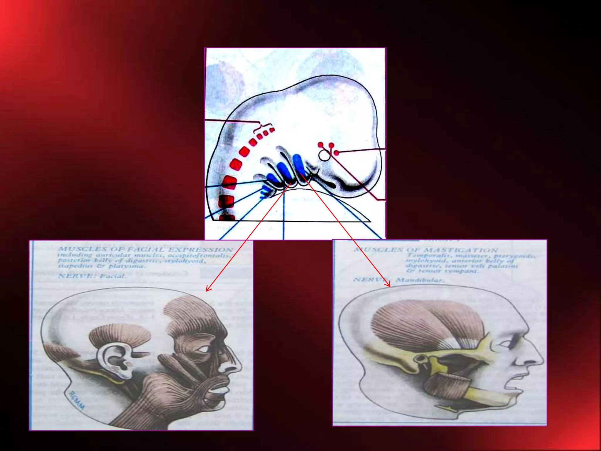 Muscles of facial expressions | PPTX