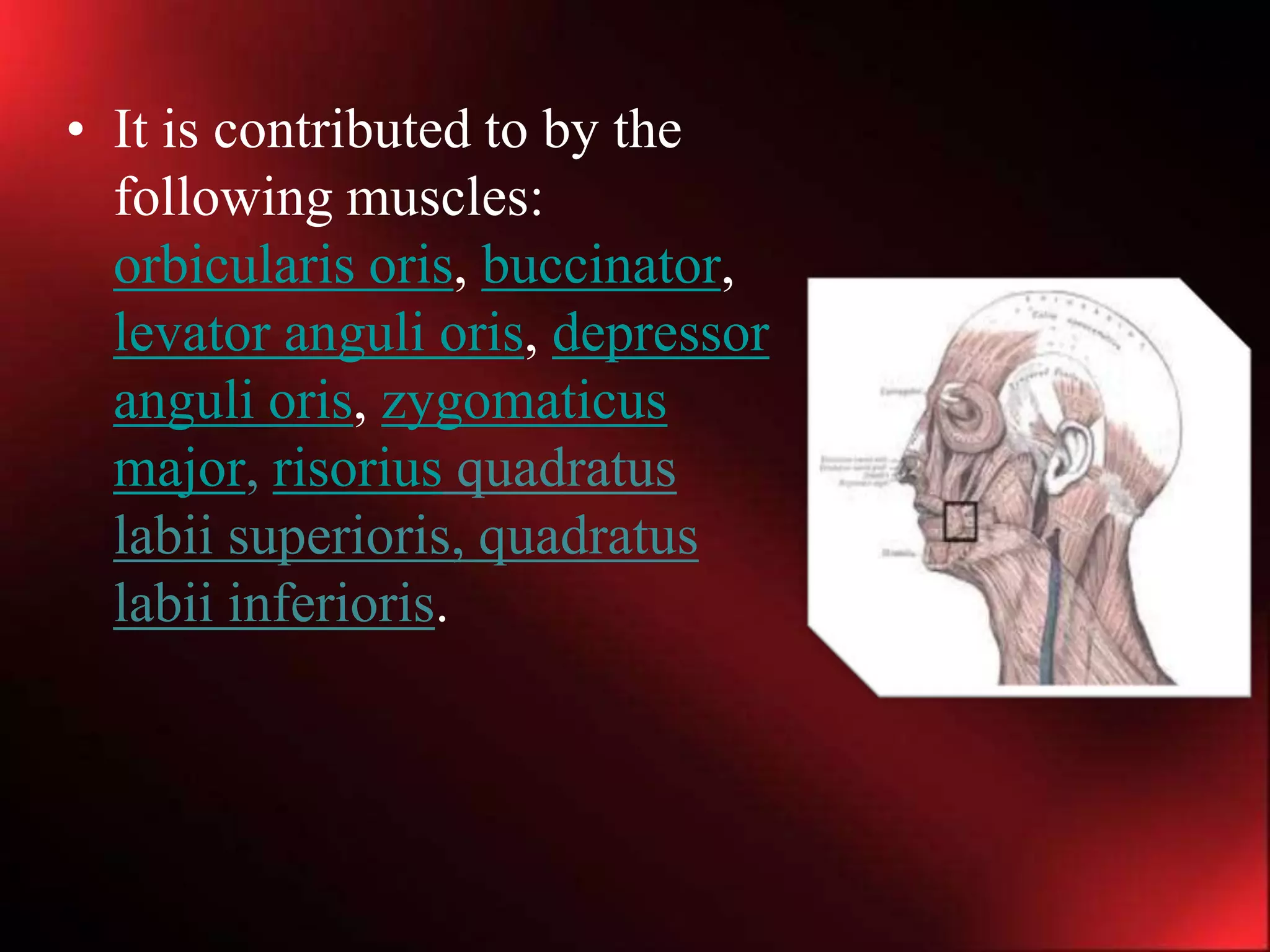 Muscles of facial expressions | PPTX
