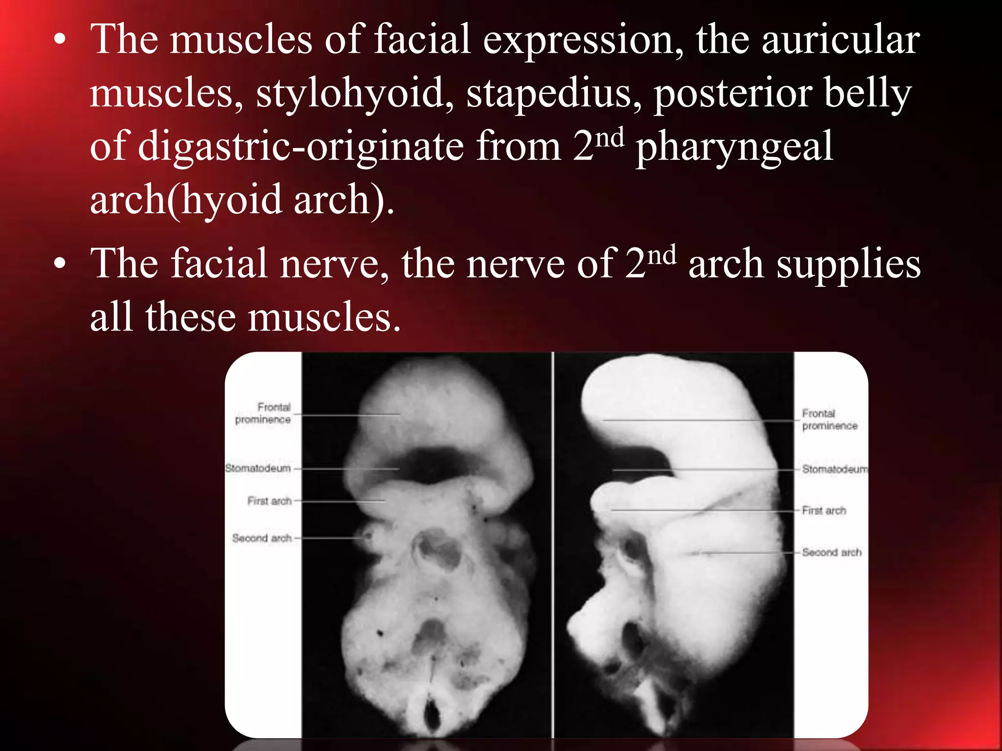 Muscles of facial expressions | PPTX