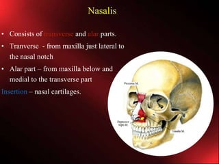 Muscles of facial expressions | PPTX
