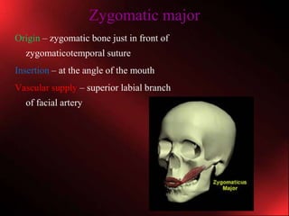 Muscles of facial expressions | PPTX
