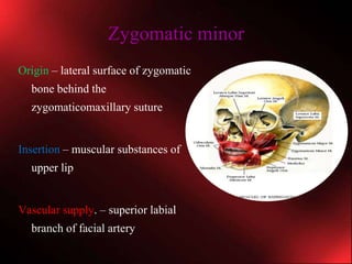 Muscles of facial expressions | PPTX