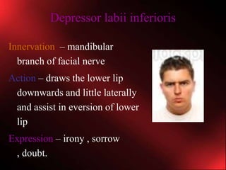 Muscles of facial expressions | PPTX