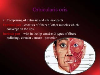 Muscles of facial expressions | PPTX