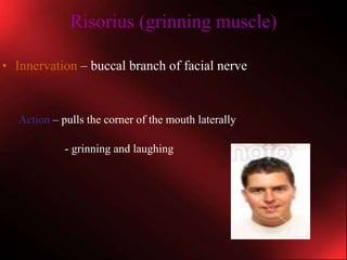 Muscles of facial expressions | PPTX