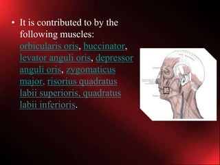 Muscles of facial expressions | PPTX
