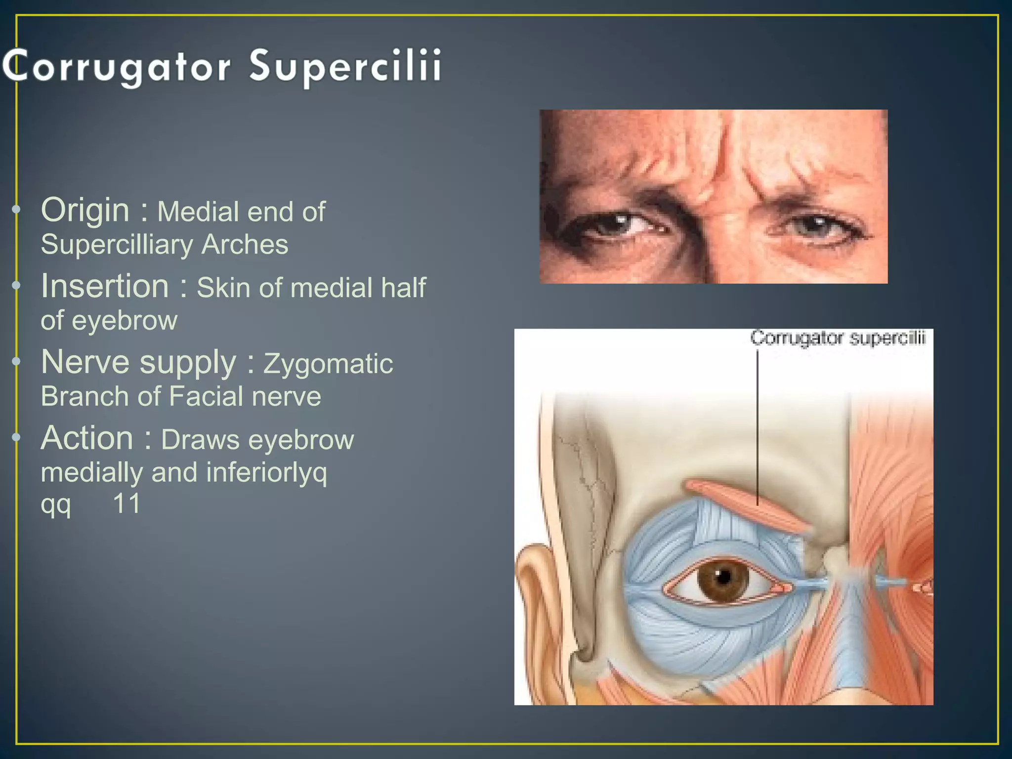 Muscles of facial expressions | PPT