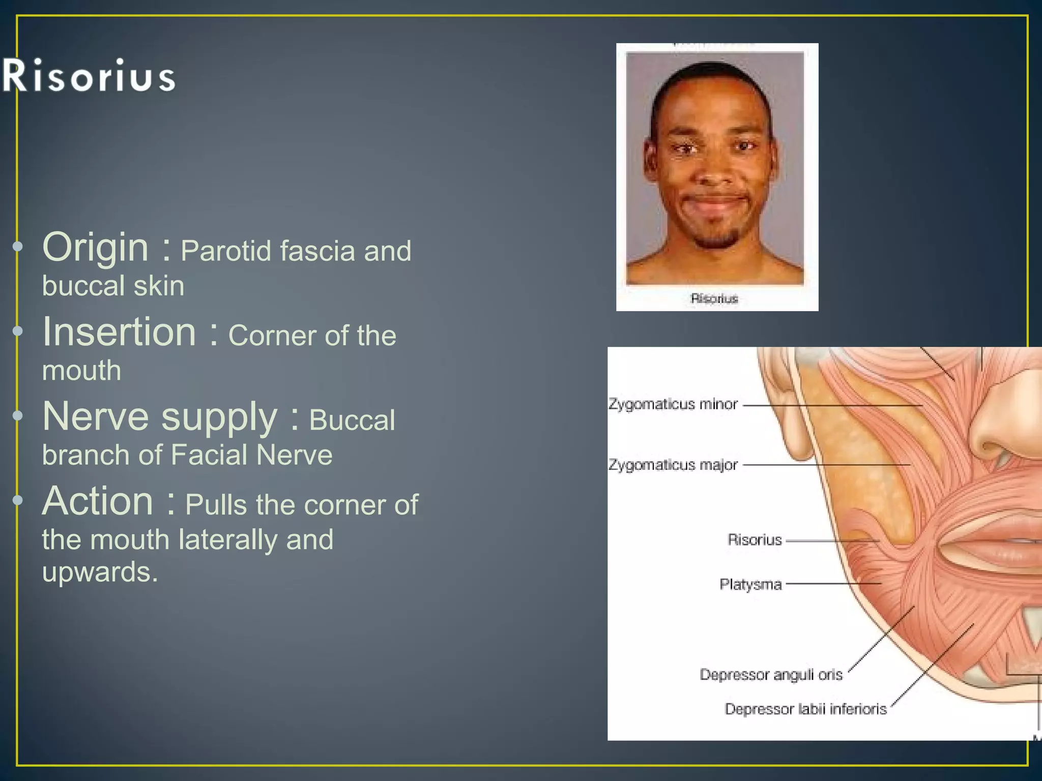 Muscles of facial expressions | PPT