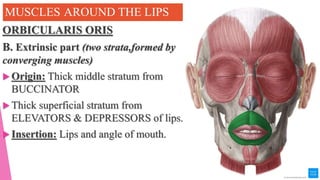 Muscles of facial expressions | PPTX
