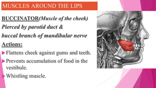 Muscles of facial expressions | PPTX