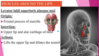 Muscles of facial expressions | PPTX