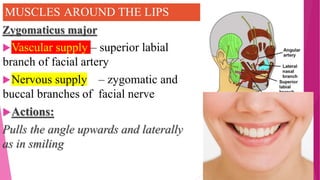 Muscles of facial expressions | PPTX