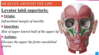 Muscles of facial expressions | PPTX