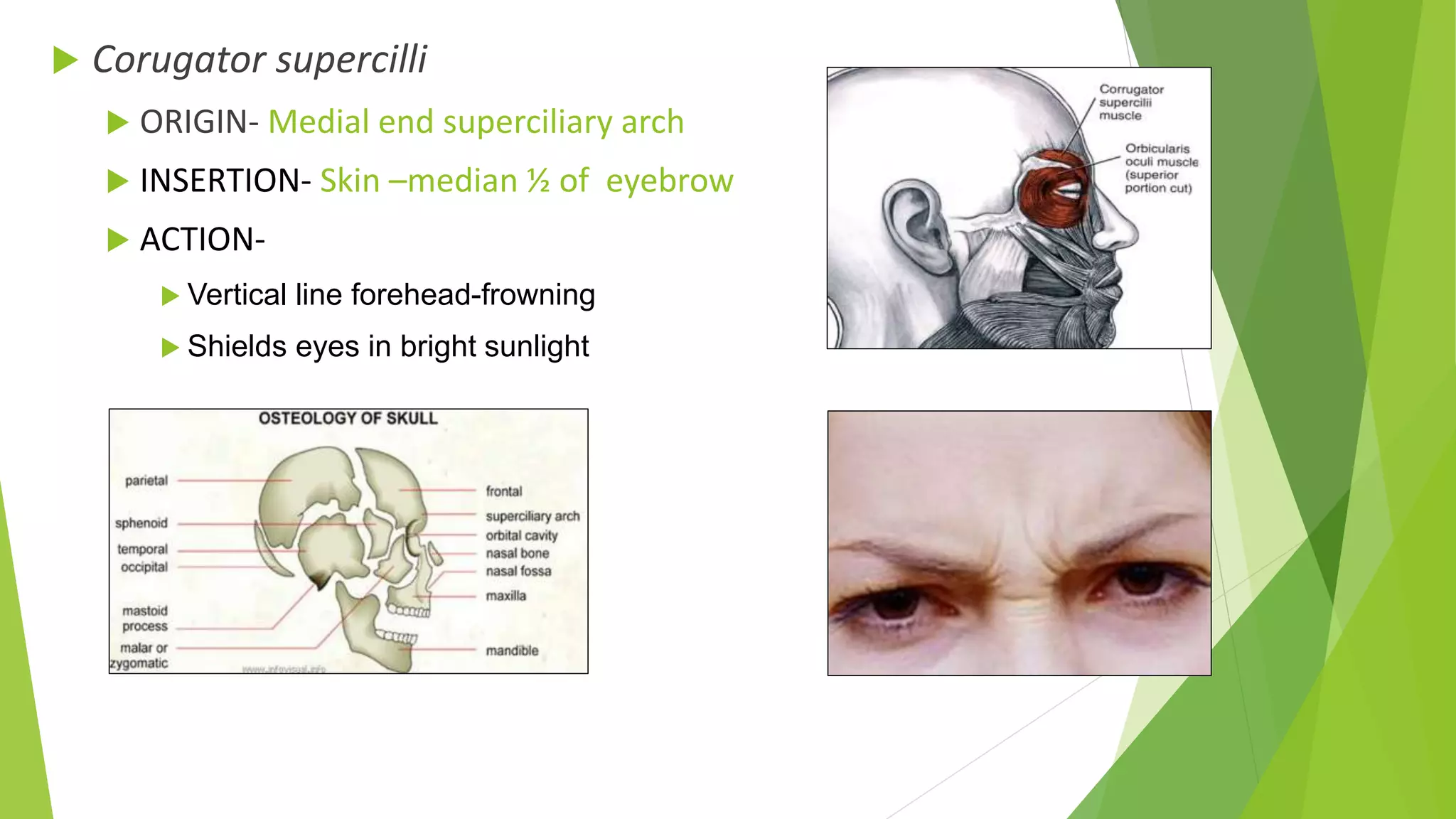 MUSCLES OF FACIAL EXPRESSIONS & PROSTHODONTIC PERSPECTIVE.pptx
