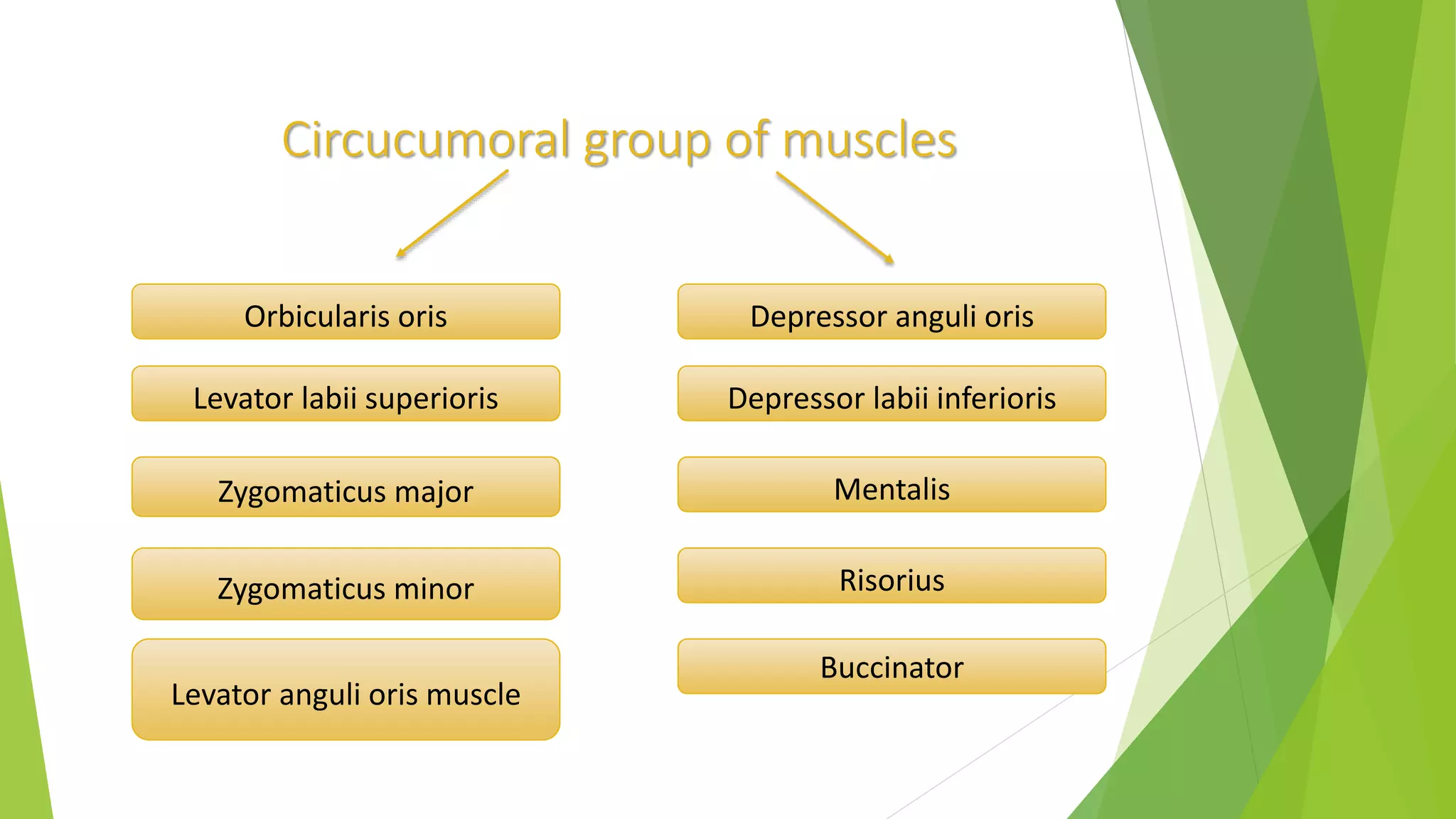 MUSCLES OF FACIAL EXPRESSIONS & PROSTHODONTIC PERSPECTIVE.pptx