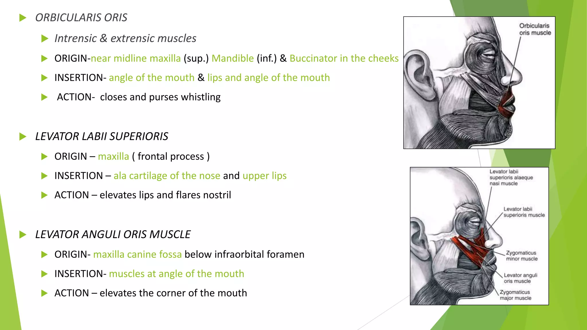 MUSCLES OF FACIAL EXPRESSIONS & PROSTHODONTIC PERSPECTIVE.pptx