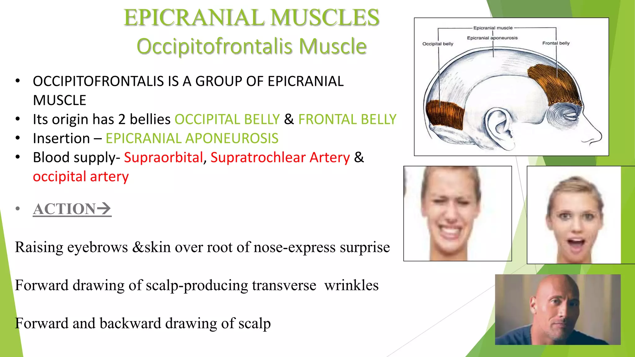 MUSCLES OF FACIAL EXPRESSIONS & PROSTHODONTIC PERSPECTIVE.pptx