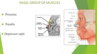 MUSCLES OF FACIAL EXPRESSIONS & PROSTHODONTIC PERSPECTIVE.pptx