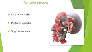 MUSCLES OF FACIAL EXPRESSIONS & PROSTHODONTIC PERSPECTIVE.pptx