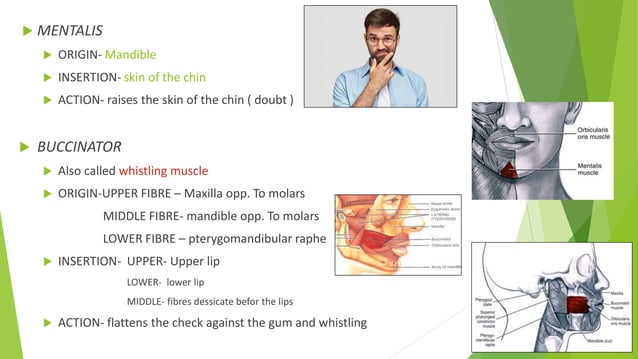 MUSCLES OF FACIAL EXPRESSIONS & PROSTHODONTIC PERSPECTIVE.pptx | Ear ...