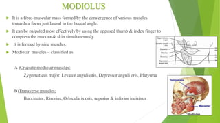 MUSCLES OF FACIAL EXPRESSIONS & PROSTHODONTIC PERSPECTIVE.pptx