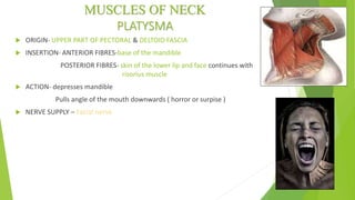 MUSCLES OF FACIAL EXPRESSIONS & PROSTHODONTIC PERSPECTIVE.pptx
