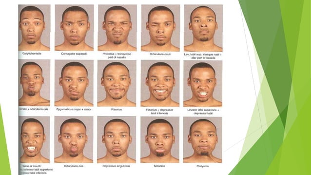 MUSCLES OF FACIAL EXPRESSIONS & PROSTHODONTIC PERSPECTIVE.pptx | Ear ...