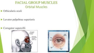 MUSCLES OF FACIAL EXPRESSIONS & PROSTHODONTIC PERSPECTIVE.pptx