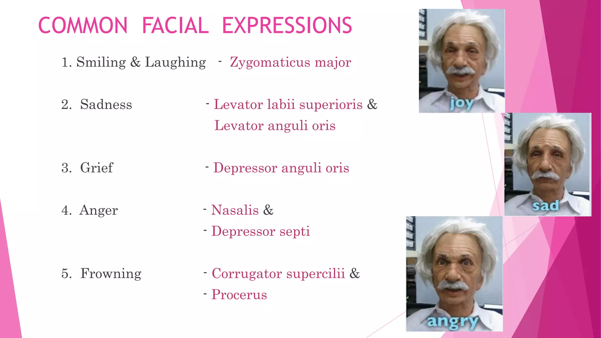 Muscles of facial expresssion | PPTX