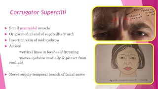 Muscles of facial expresssion | PPTX